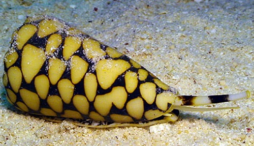 10 Hewan yang Paling Beracun dan Berbisa di Dunia